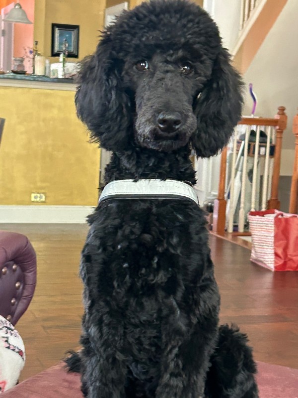 강아지 키우실 분 > 중고장터 | GTKSA